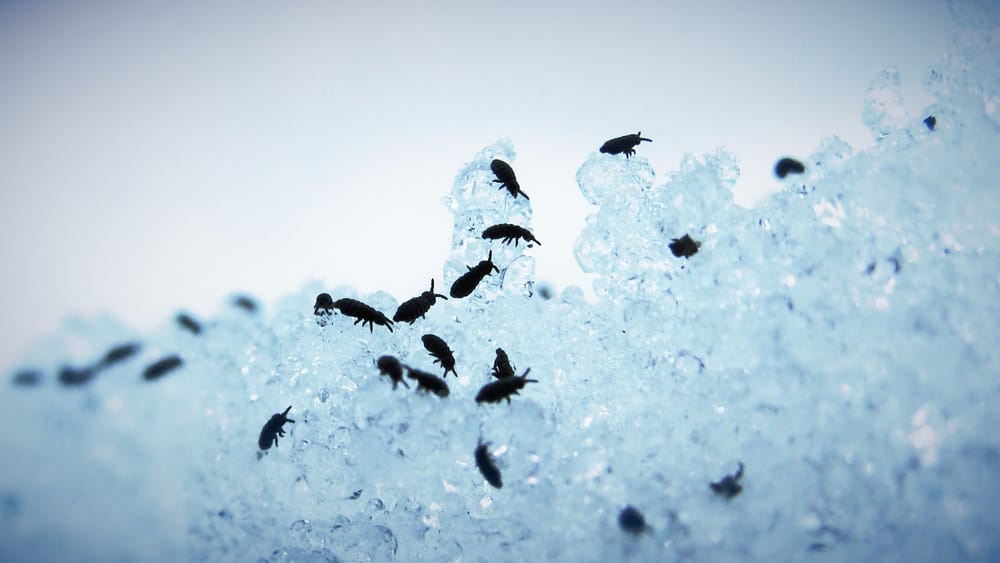Springtails and Snow Fleas