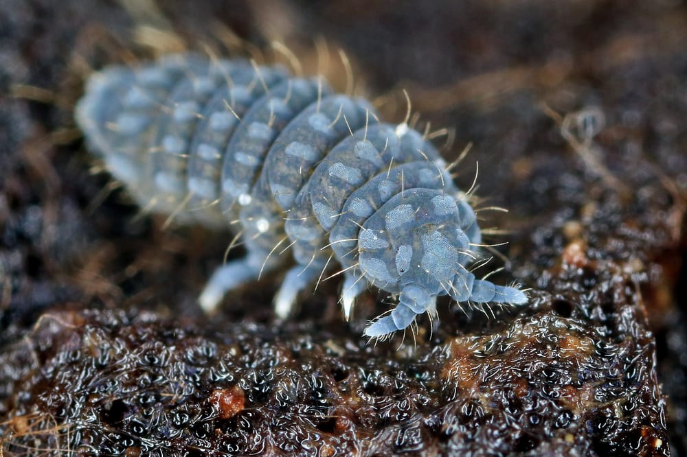 Springtails and Snow Fleas
