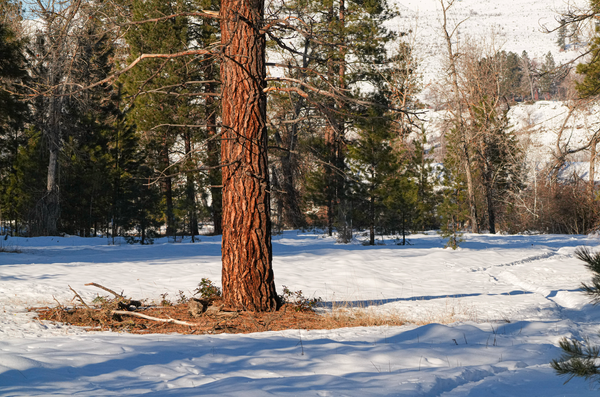 The Conifer Advantage — Why are they so successful?